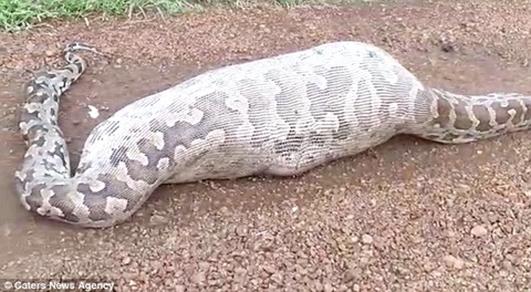 Wow! See How a 20ft Greedy Python Swallowed an Antelope and Choked to Death (Photos)